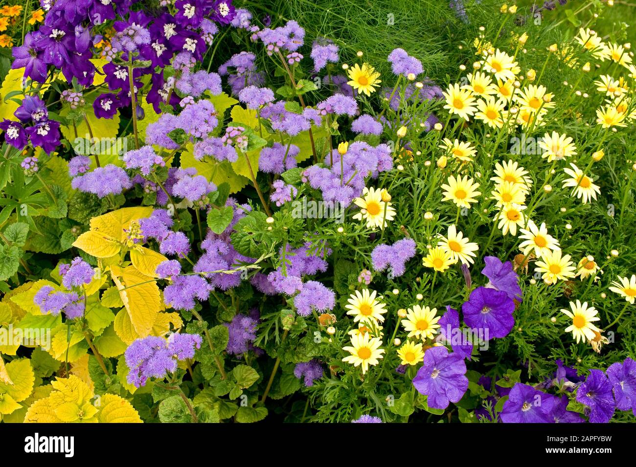 Ageratum sp Banque de photographies et d’images à haute résolution - Alamy
