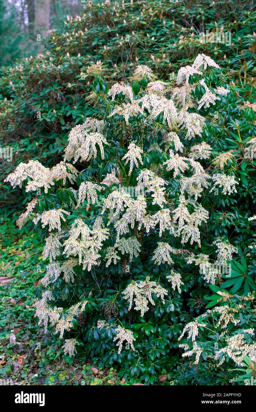 Pieris taiwanensis Banque de photographies et d’images à haute ...