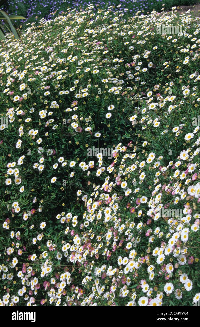 Erigeron karvinskianus mucronatus Banque de photographies et d’images à ...