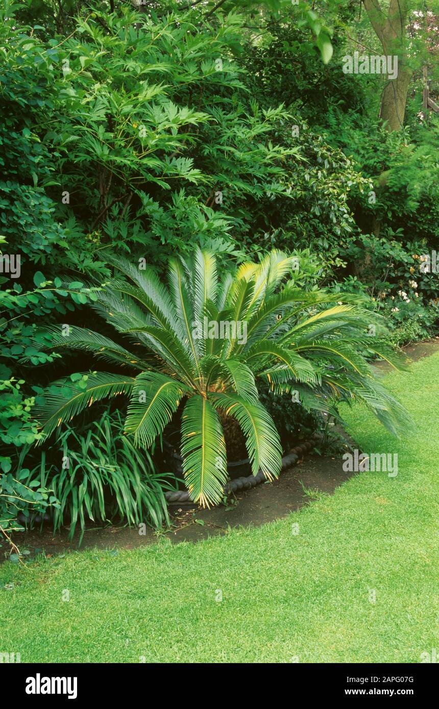 Cycas revoluta Banque de photographies et d’images à haute résolution ...