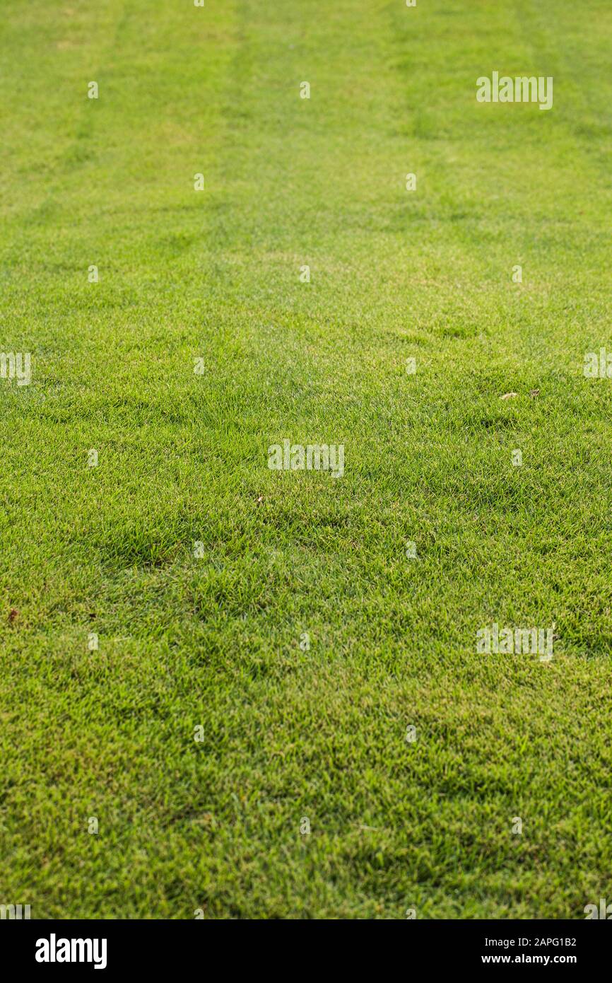 Zoysia tenuifolia Banque de photographies et d’images à haute ...