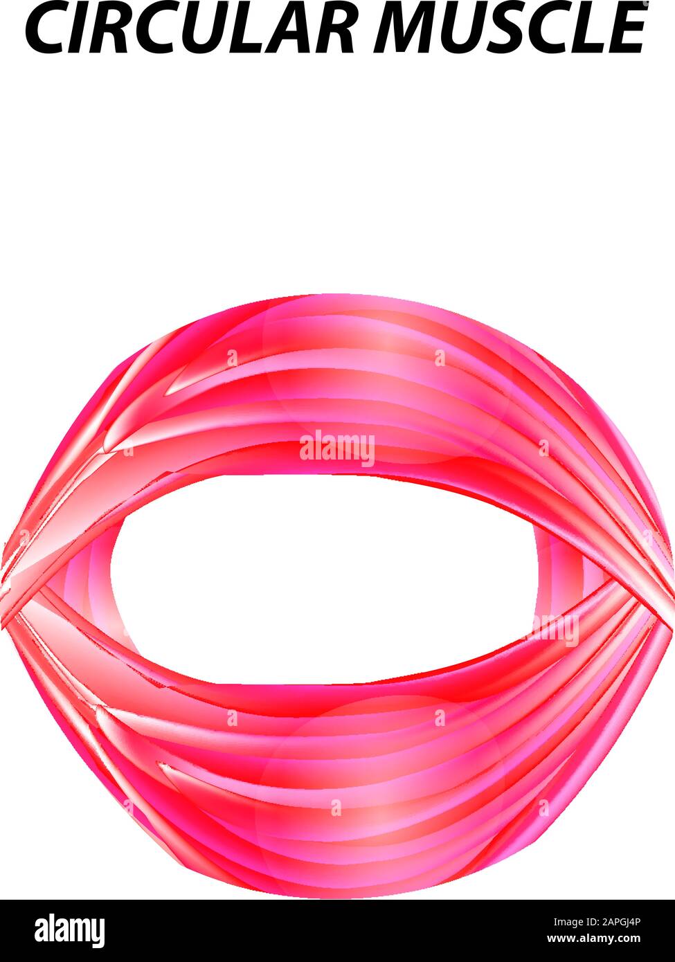 La structure du muscle squelettique. Muscle circulaire. Tendon ...