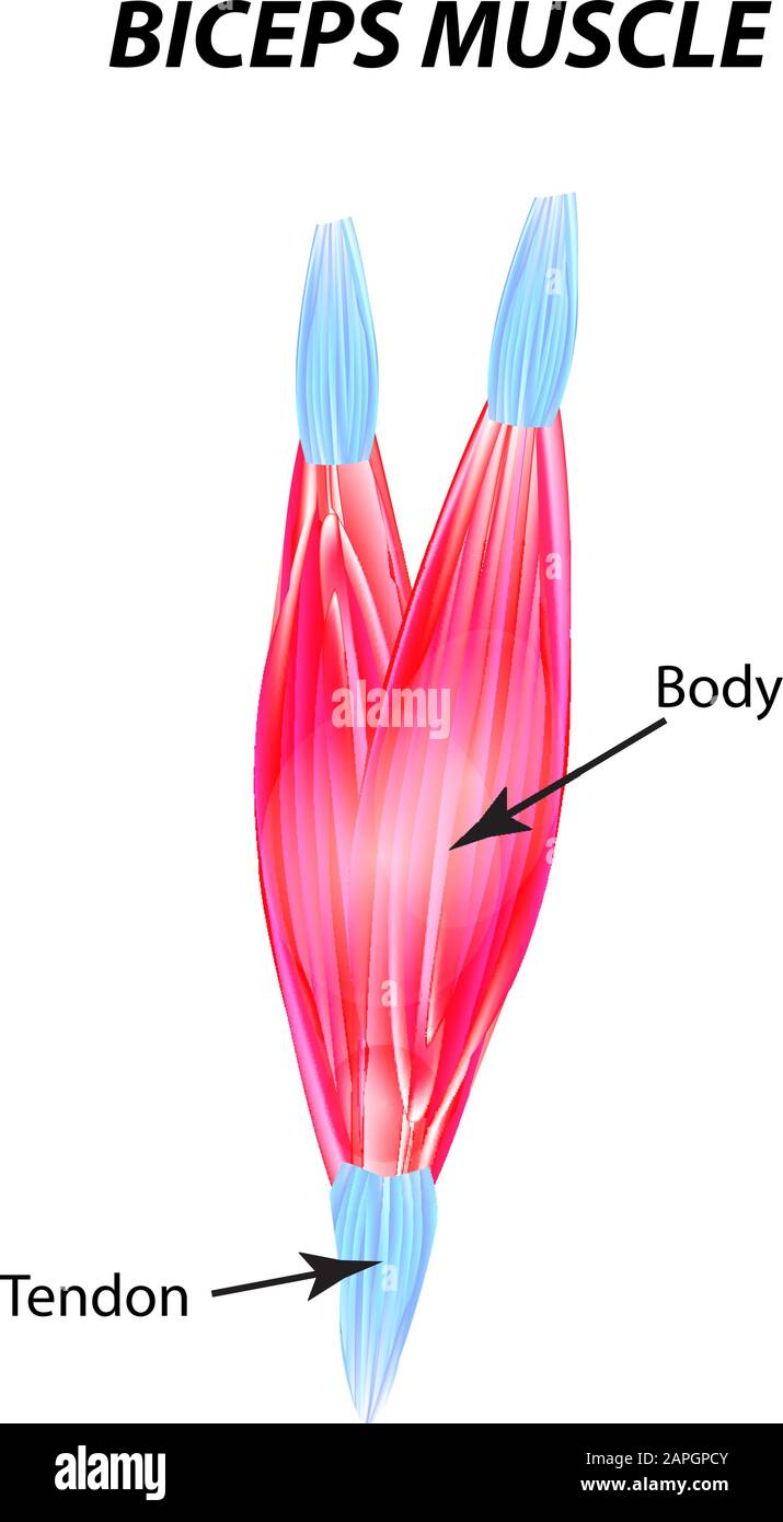 La structure du muscle squelettique. Muscle biceps. Tendon ...