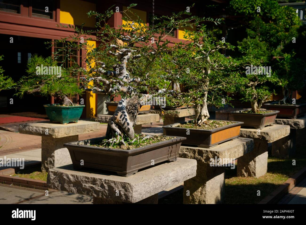Arbres chinois Banque de photographies et d’images à haute résolution ...