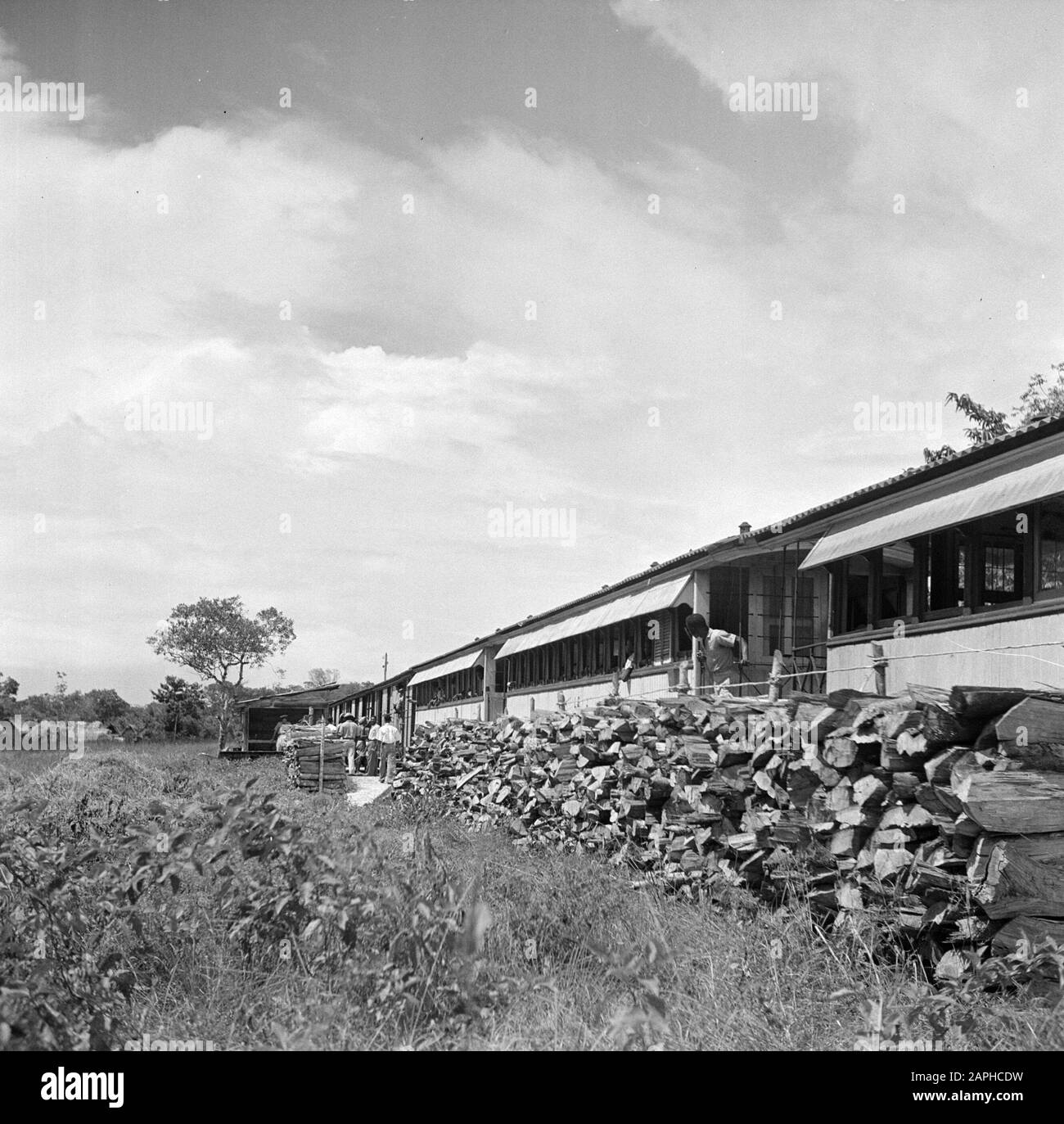 Voyage au Suriname et aux Antilles néerlandaises Description: Le train ...