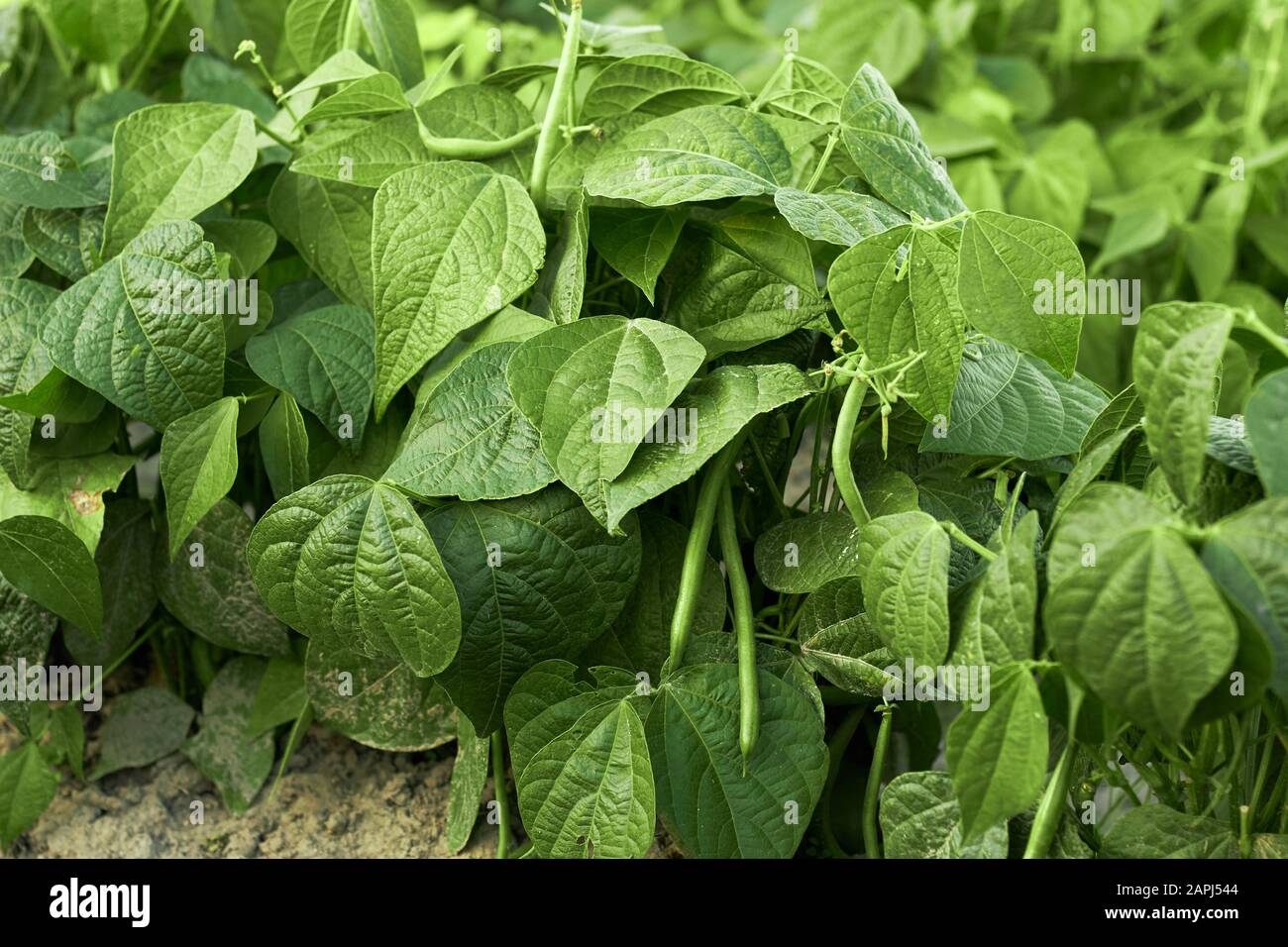Plante De Haricot Vert