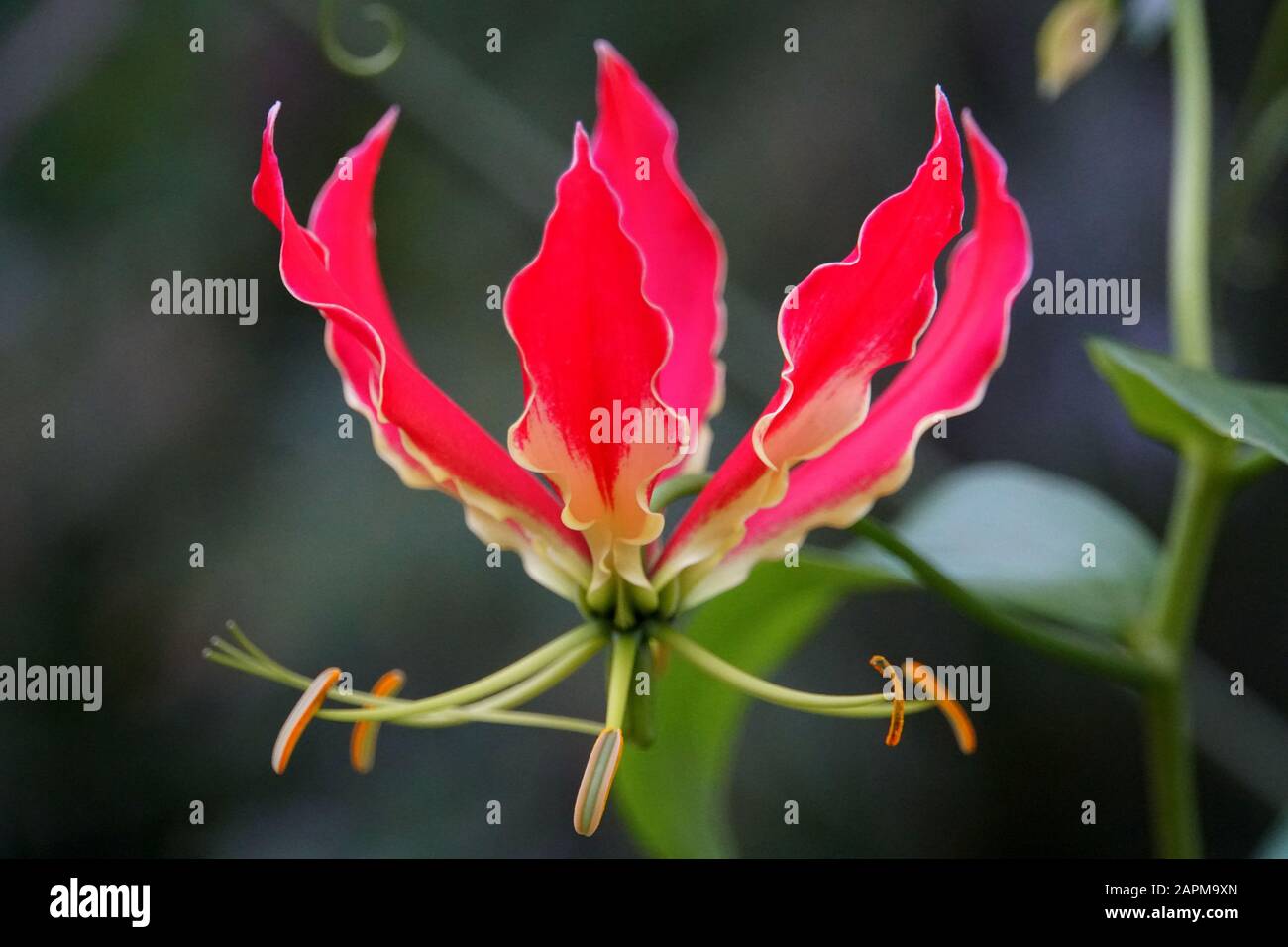 Grimpant au rouge Lily Rothschildiana, avec le nom scientifique ...