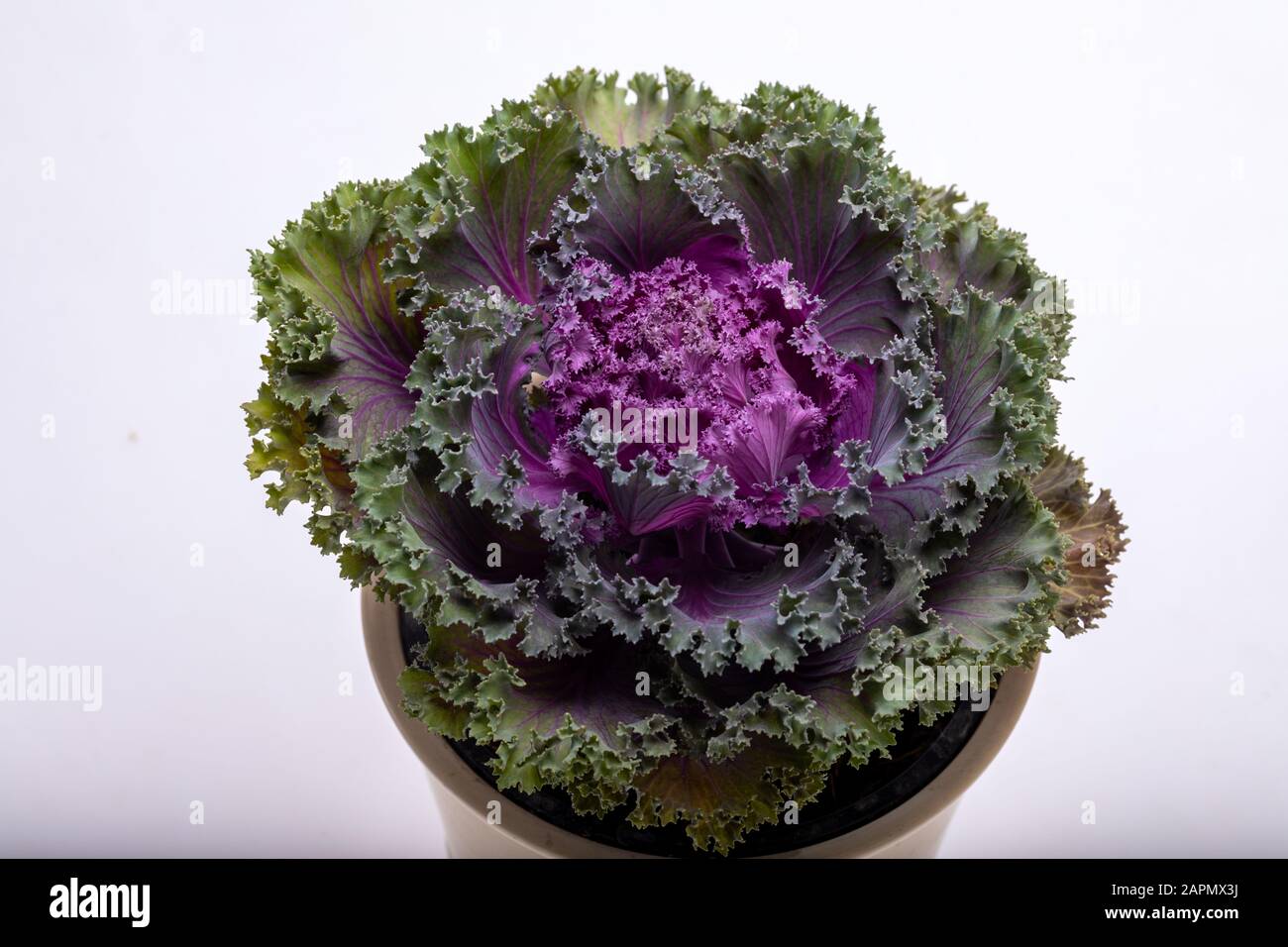 Cale violette Banque de photographies et d’images à haute résolution ...