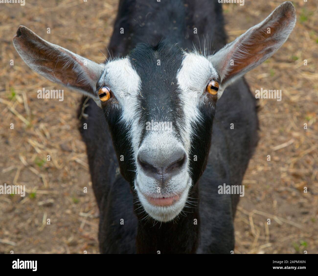 Alpine dairy goats Banque de photographies et d’images à haute ...
