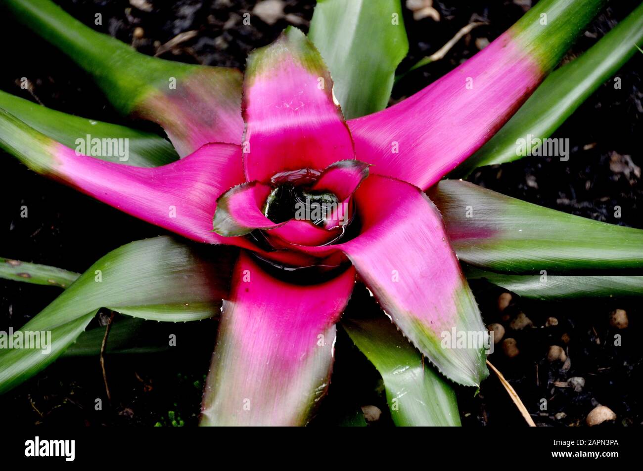 Pink bromeliad Banque de photographies et d’images à haute résolution ...