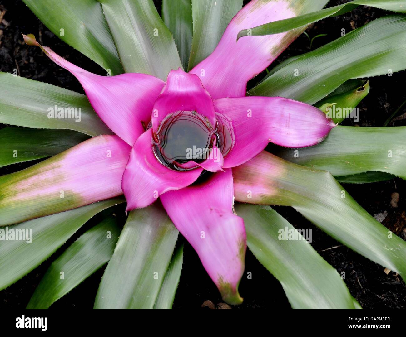 Pink Bromeliad Banque d'image et photos - Alamy