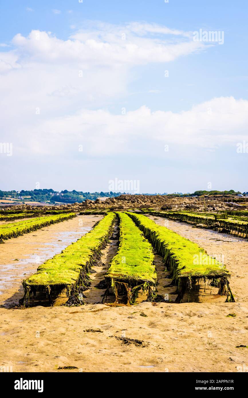 Marée verte bretagne Banque de photographies et d’images à haute ...