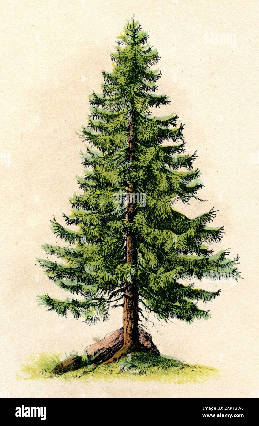 Epicéa de Norvège, Epicéa européen Picea abies, (livre botanique Photo ...