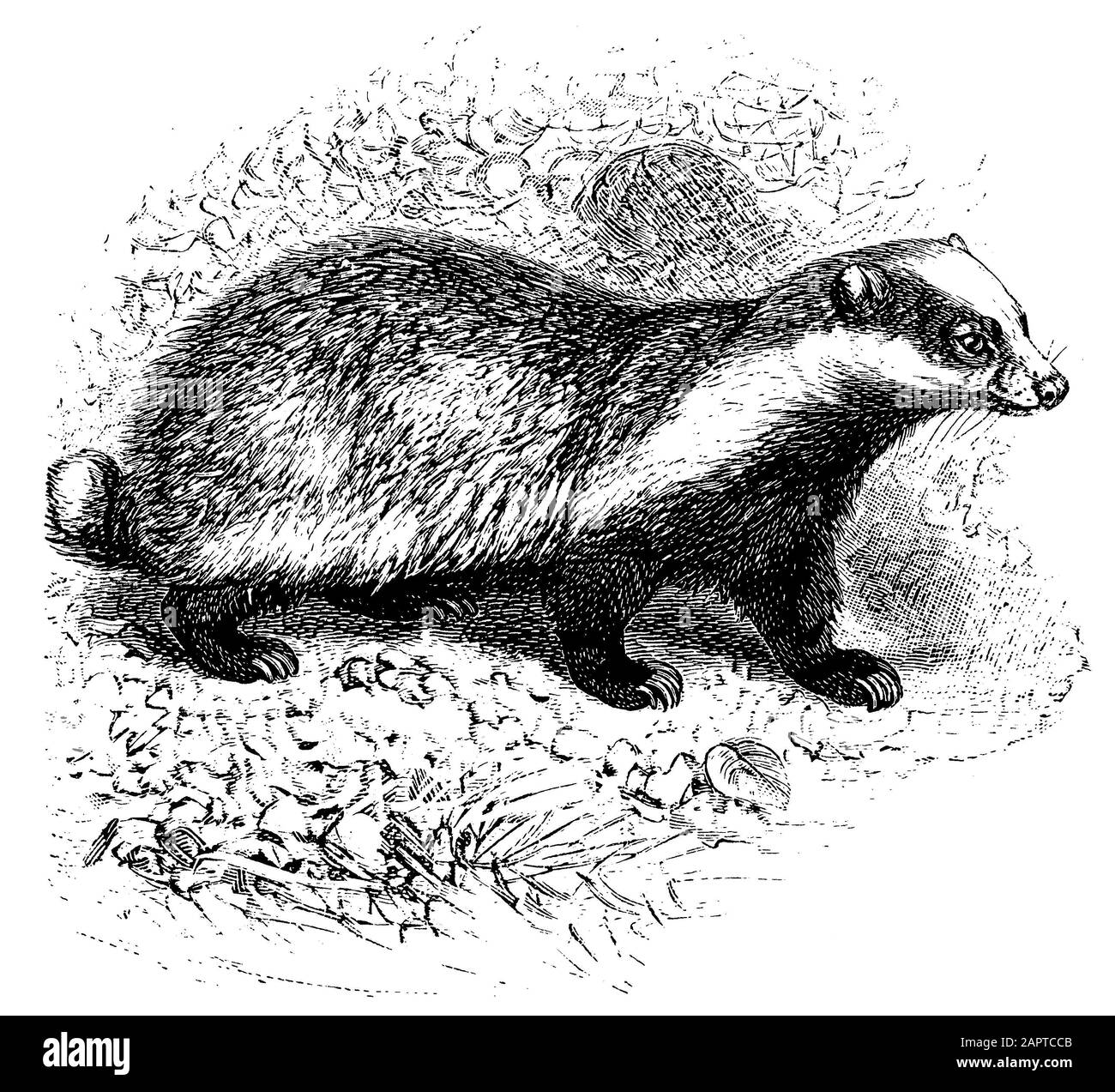 Blaireau européen, Meles meles Syn. Meles taxus, (encyclopédie, 1893 ...