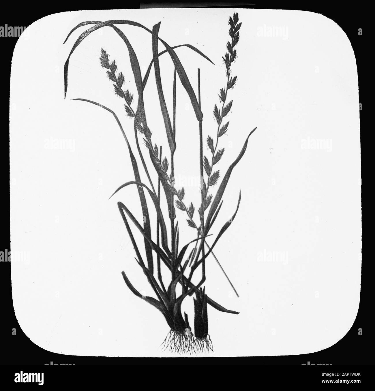 Cultures italiennes Banque de photographies et d’images à haute ...