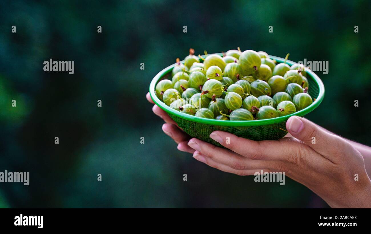 Les mains d'une fille tiennent une passoire avec des groseilles à ...
