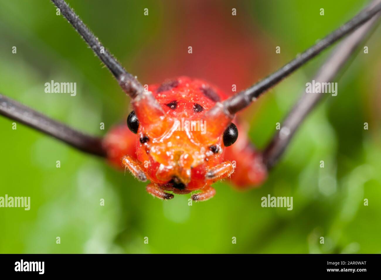 Insecte de bâton péruvien (Oreophoetes peruana) mâle rouge vif. Cette ...