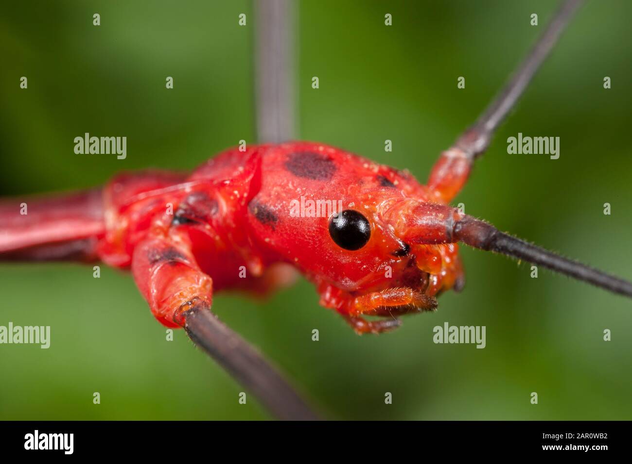 Insecte de bâton péruvien (Oreophoetes peruana) mâle rouge vif. Cette ...