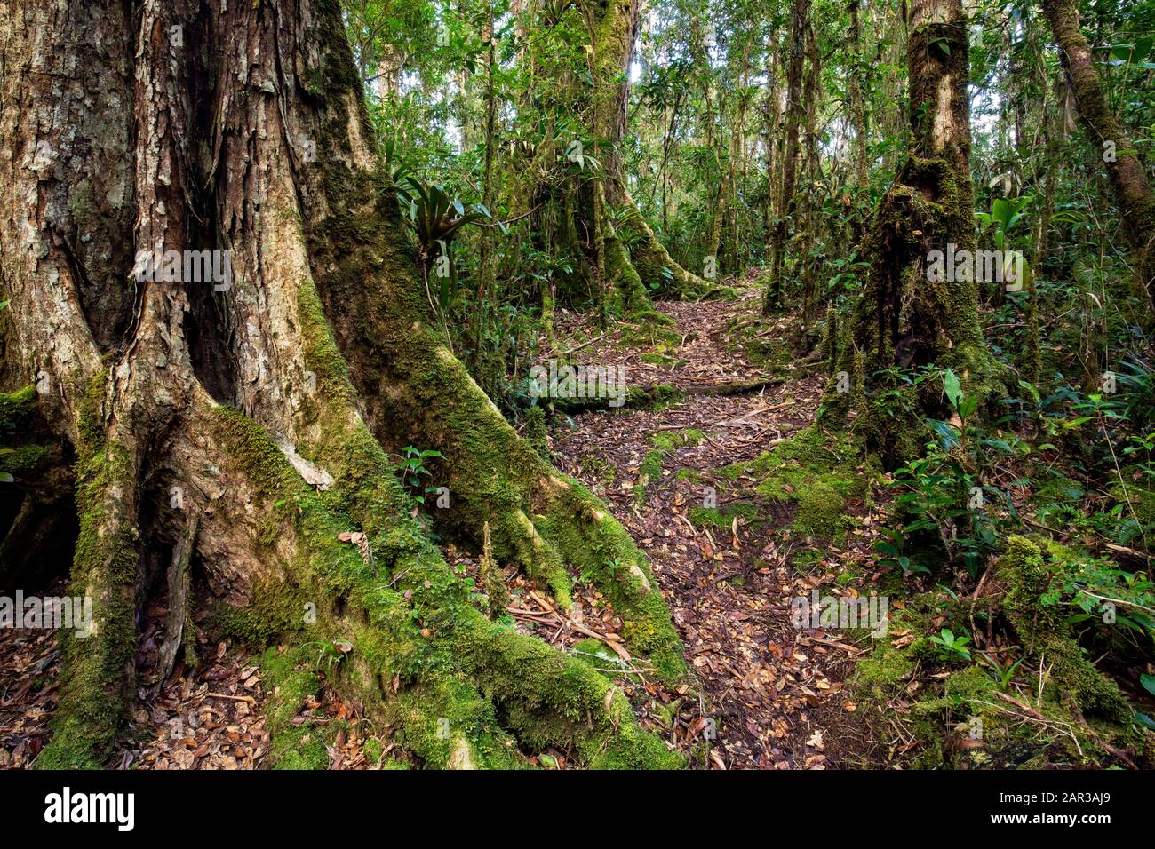 Ancienne forêt de nuages de croissance - Danta Trail à Paraiso Quetzal ...