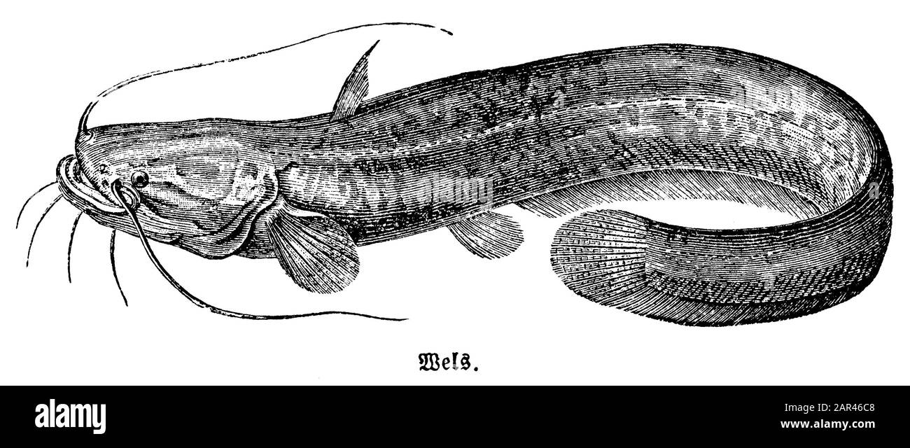 Wels catfish silurus glanis Banque d'images noir et blanc - Alamy