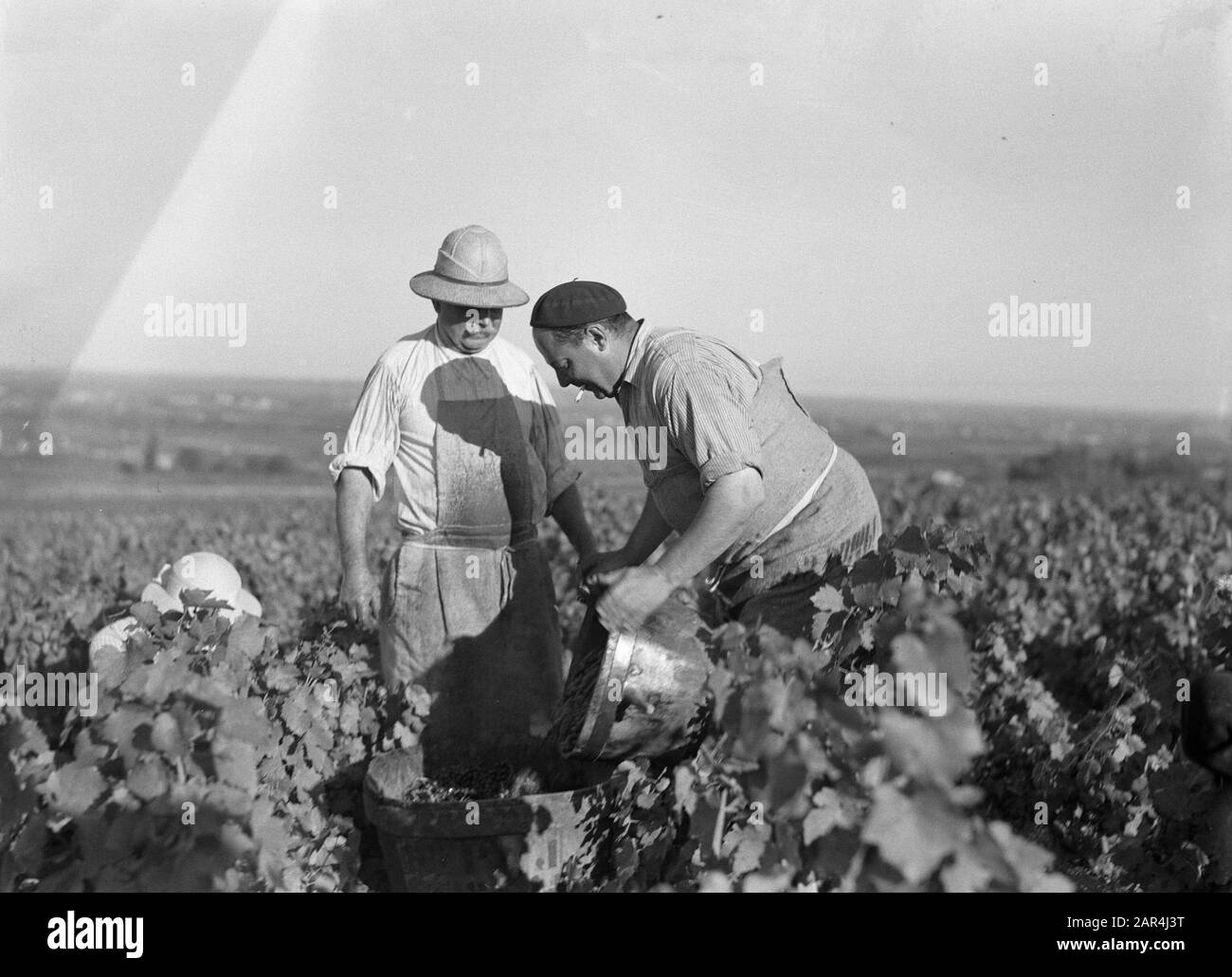 Vignobles de bourgogne Banque d'images noir et blanc - Alamy