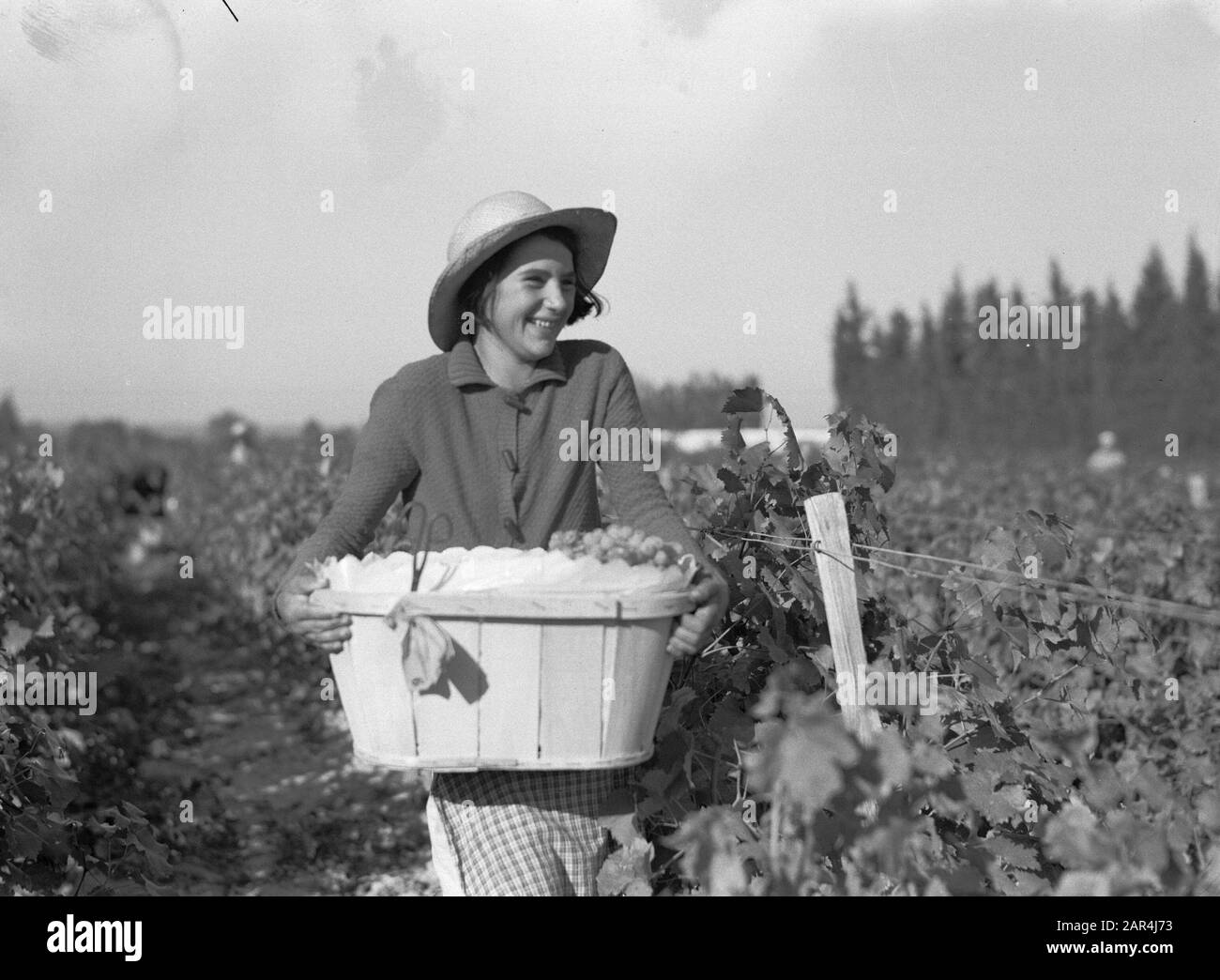 Voyage en France Grape Picker avec panier de raisin Date: Septembre 1935 lieu: Bourgogne, France ...