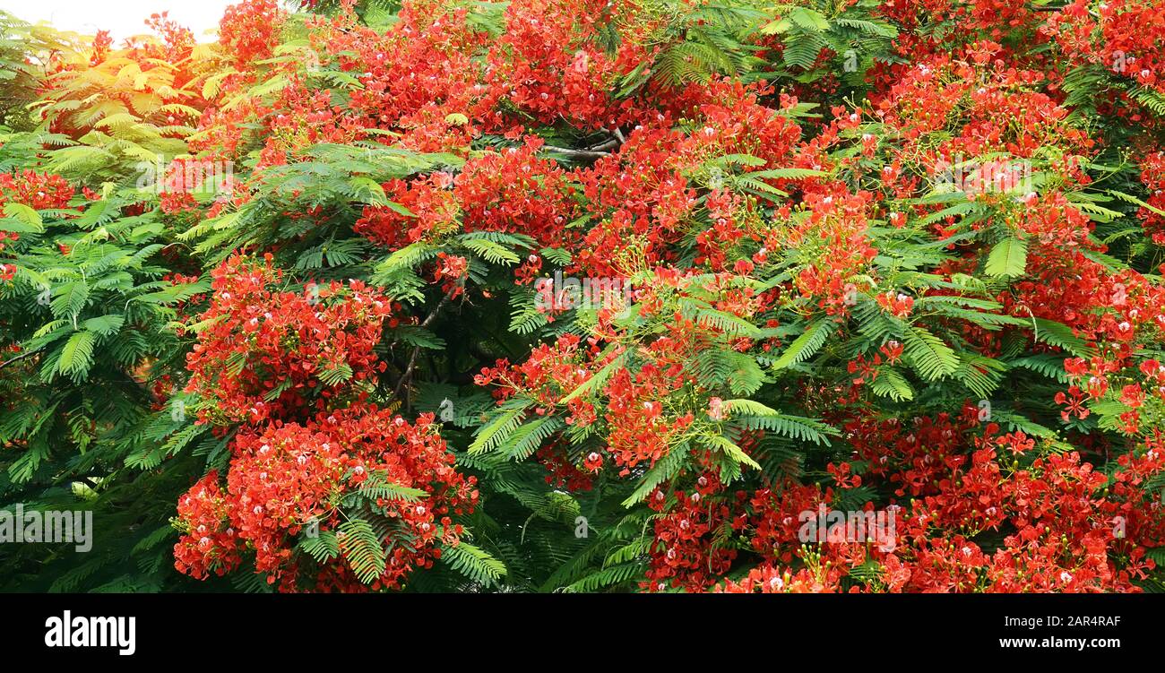 Caribbean flamboyant poinciana tree Banque de photographies et d’images ...