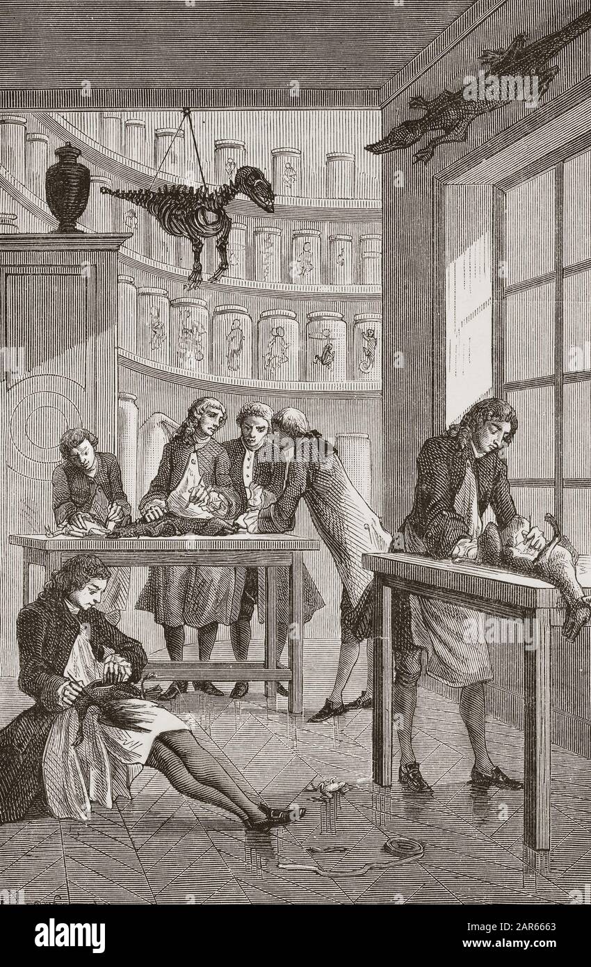Esqueleto de laboratorio Banque de photographies et d’images à haute ...