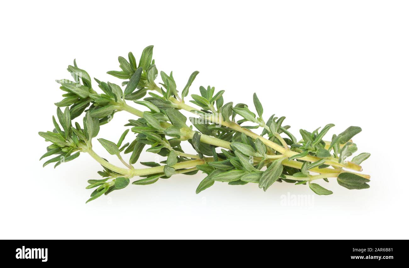 Thym frais Banque de photographies et d’images à haute résolution - Alamy