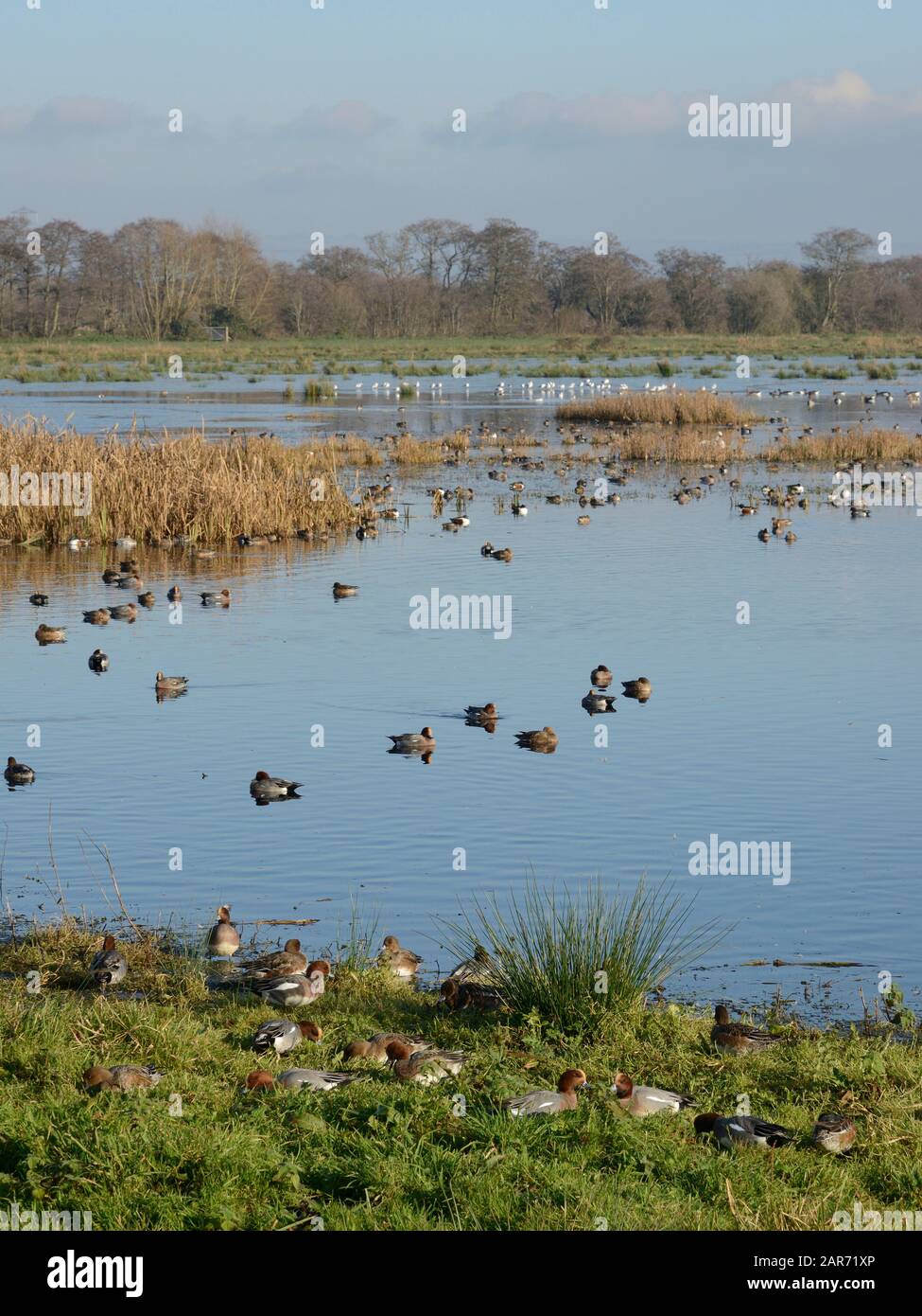 Wigeon (Anas penelope) troupeau herbe de pâturage et nager sur des pâturages partiellement ...