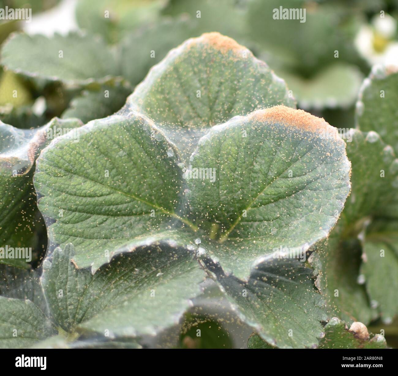 Two spotted spider mite tetranychus Banque de photographies et d’images ...