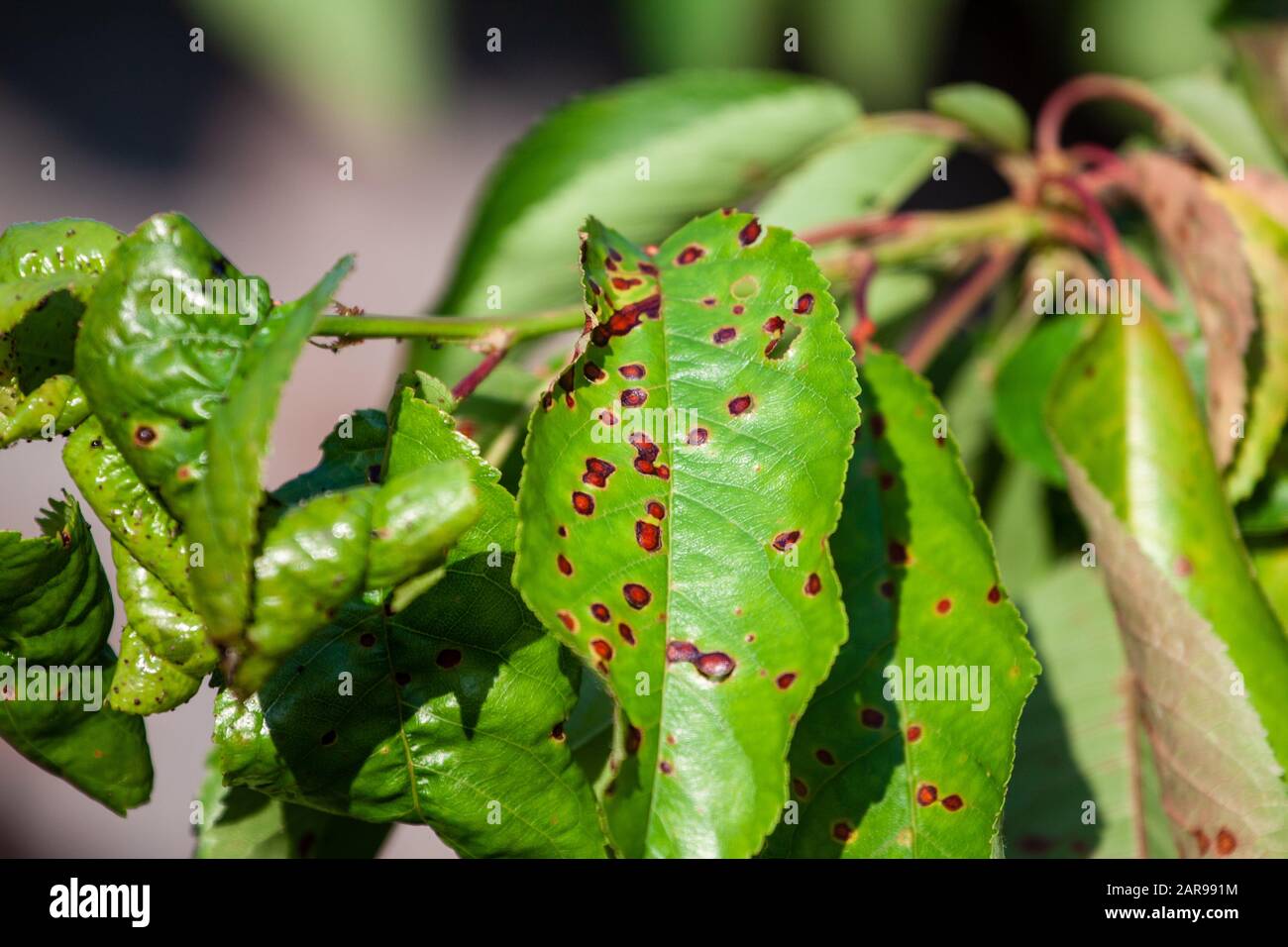 Gros plan de la feuille verte de cerise douce avec des dommages par des ...