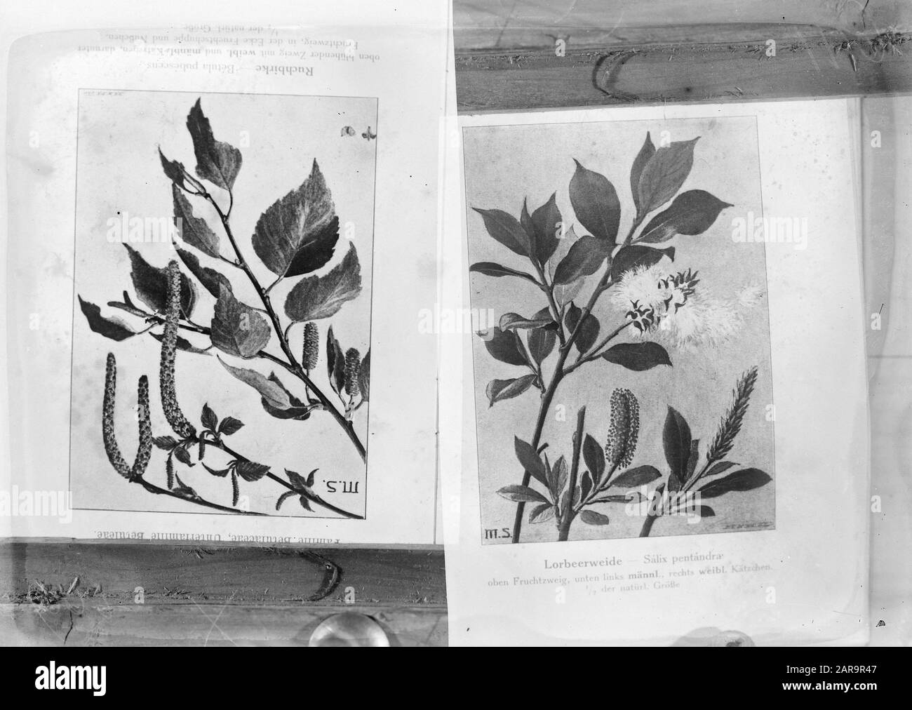 Betula pubescens Banque d'images noir et blanc - Alamy