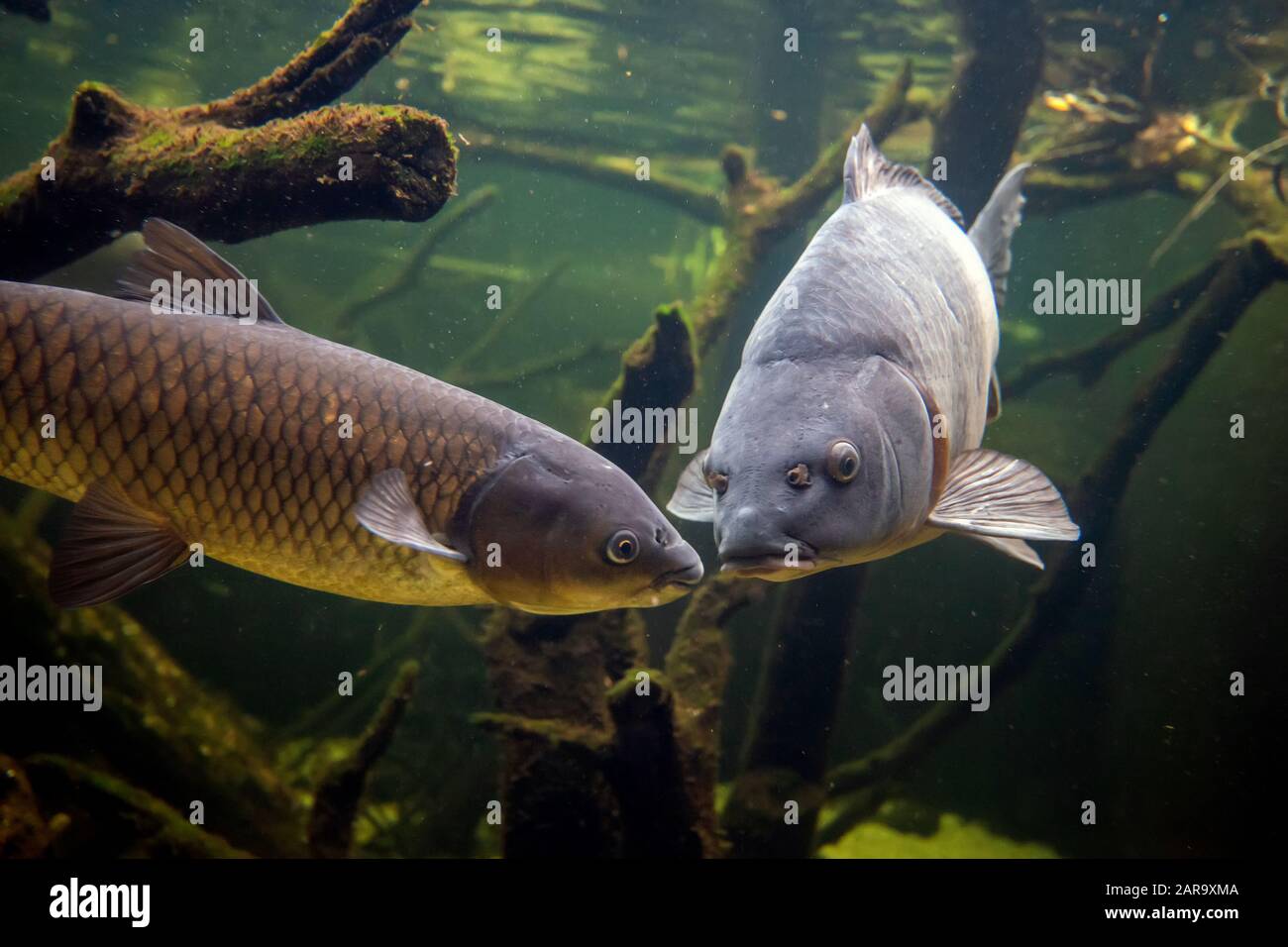 Les poissons d'eau douce carpe (Cyprinus carpio) dans l'étang ...