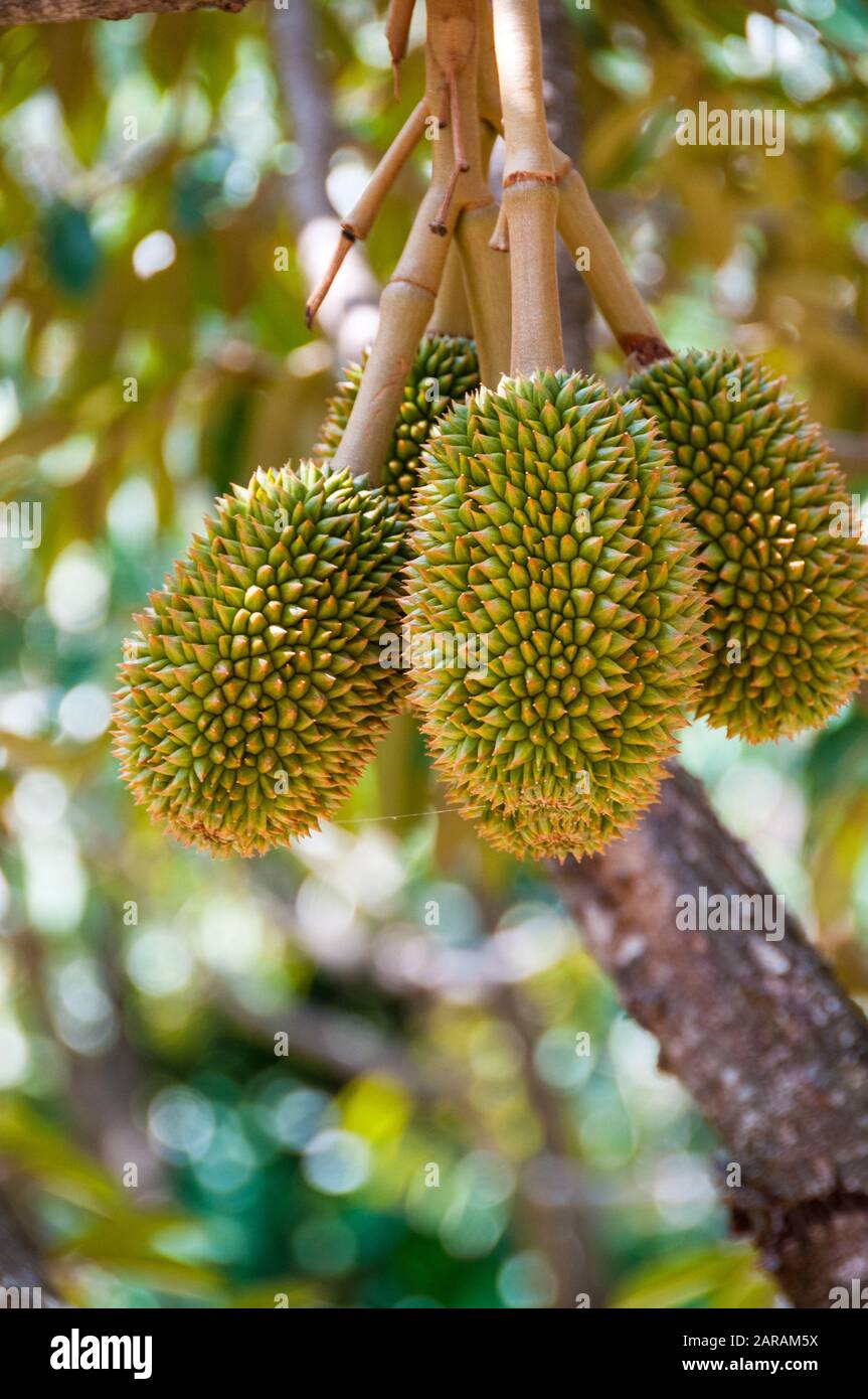 Arbre durian avec des fruits Banque de photographies et d’images à ...