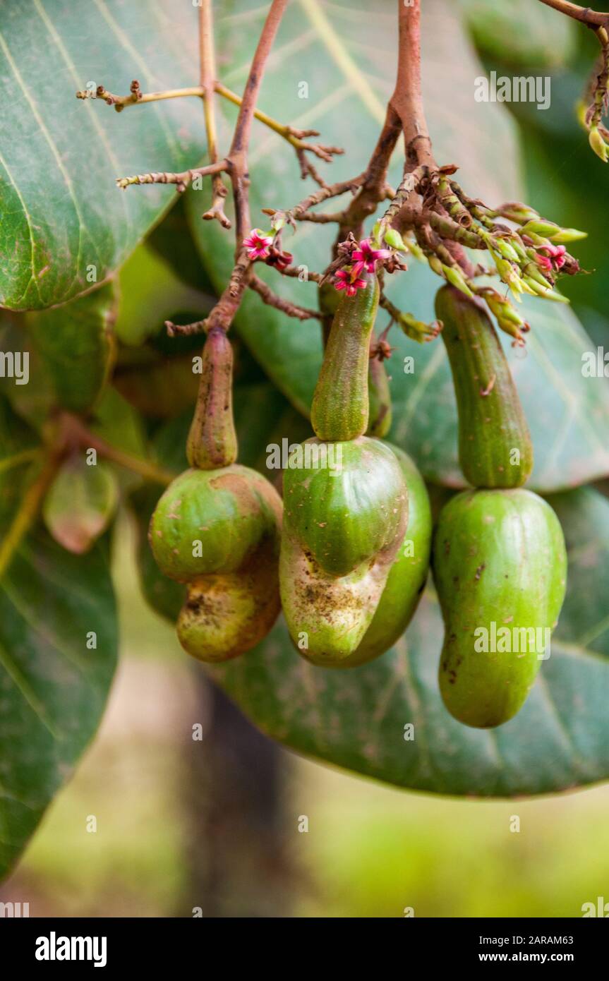 Cashew plantation Banque de photographies et d’images à haute ...