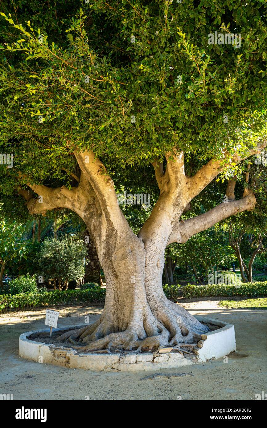 Cadiz garden parque genoves Banque de photographies et d’images à haute ...