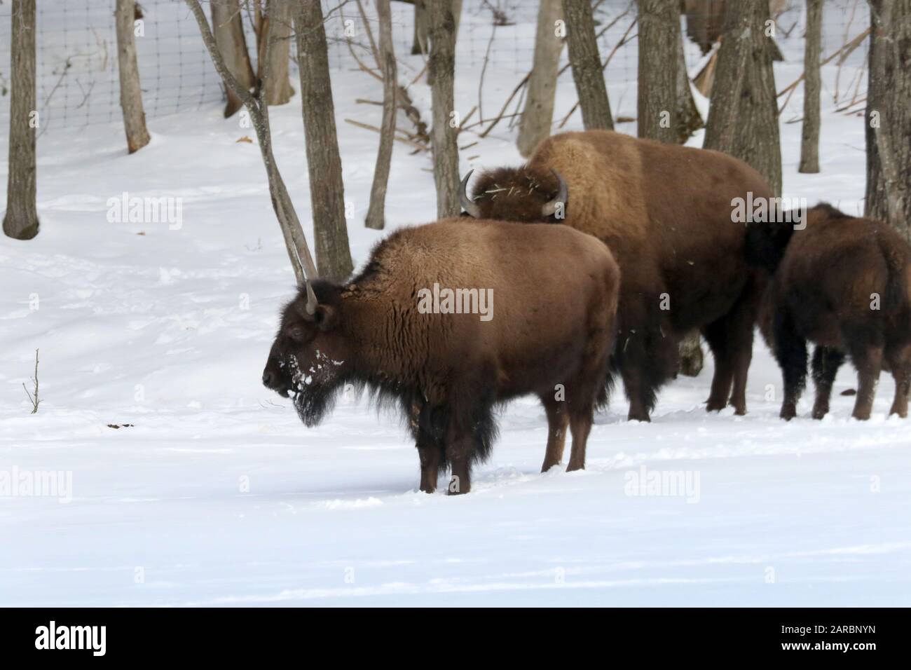 éteint par les colons blancs Banque de photographies et d’images à ...