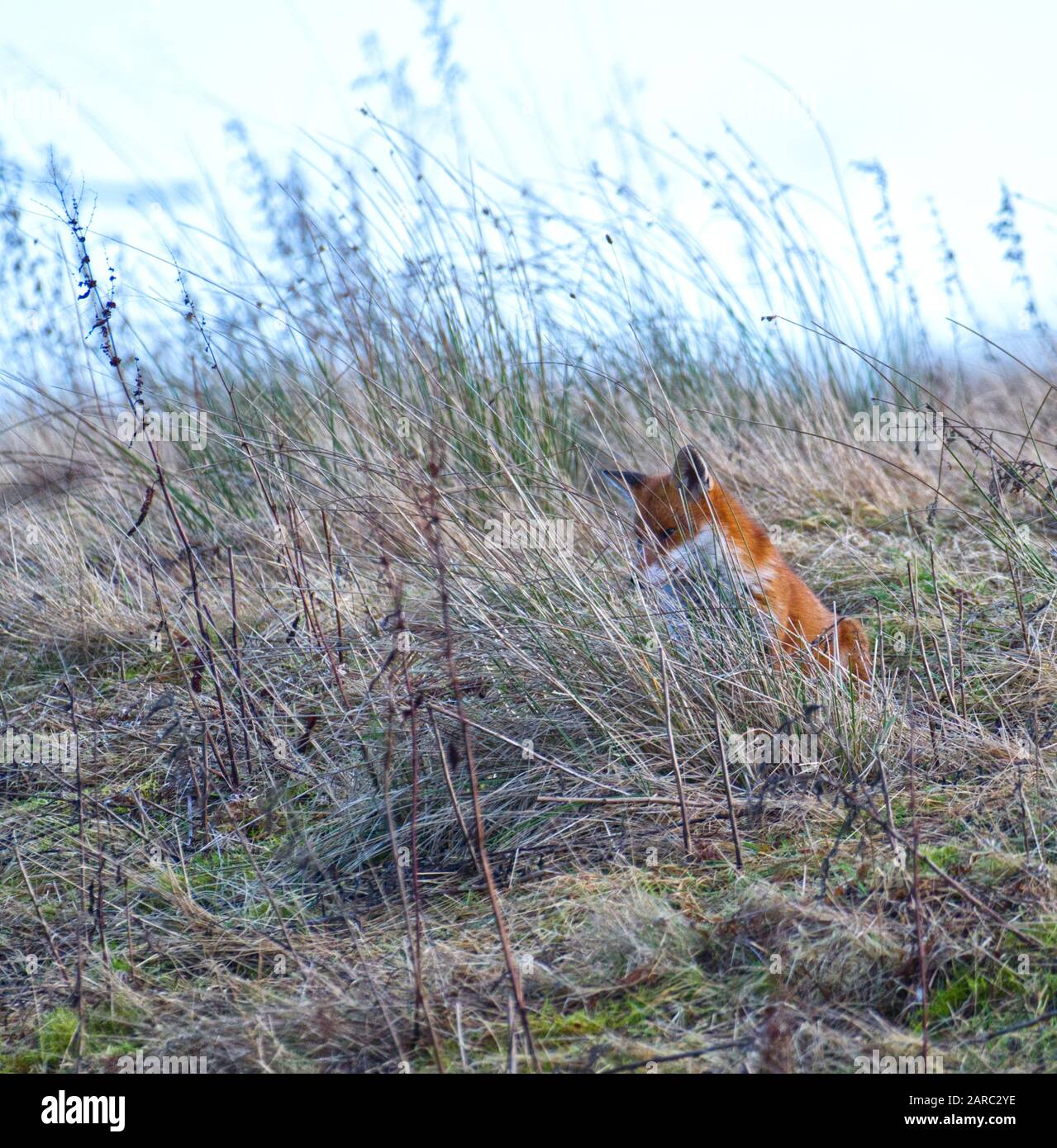Renard roux en habitat naturel Banque de photographies et d’images à ...