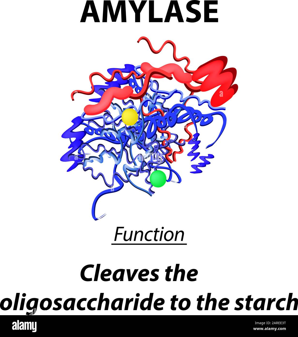 Formule chimique structurale moléculaire de l'amylase. Les fonctions du ...