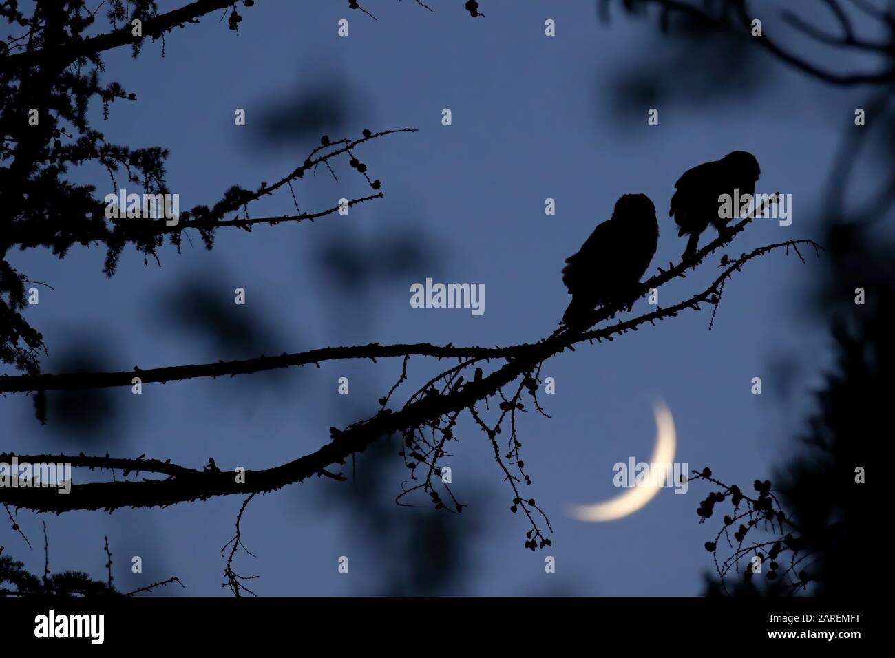 Hiboux moelleux Banque de photographies et d’images à haute résolution ...