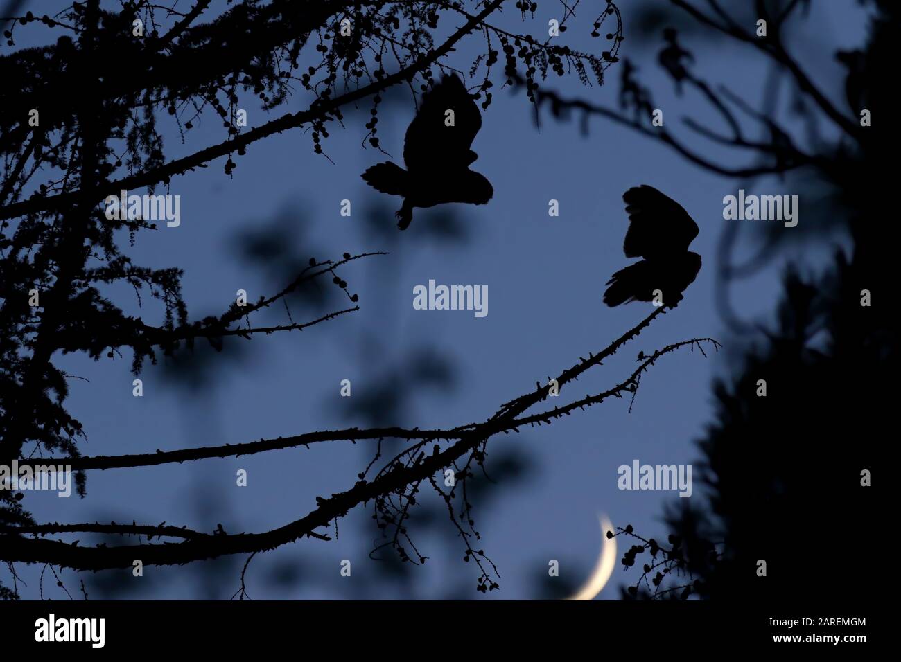 Búho americano Banque de photographies et d’images à haute résolution ...