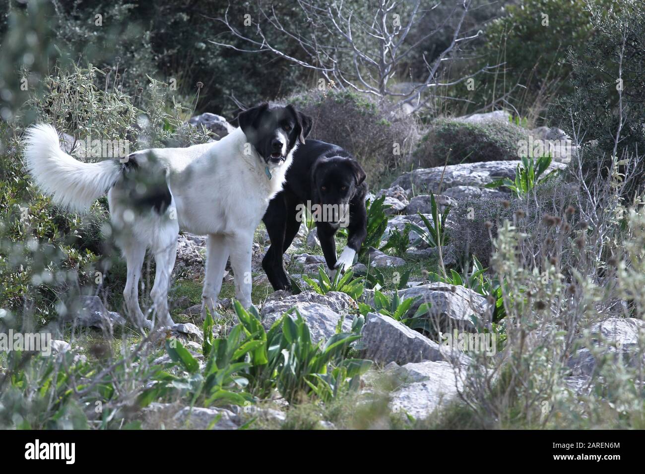 Chien courant grec Banque de photographies et d’images à haute ...