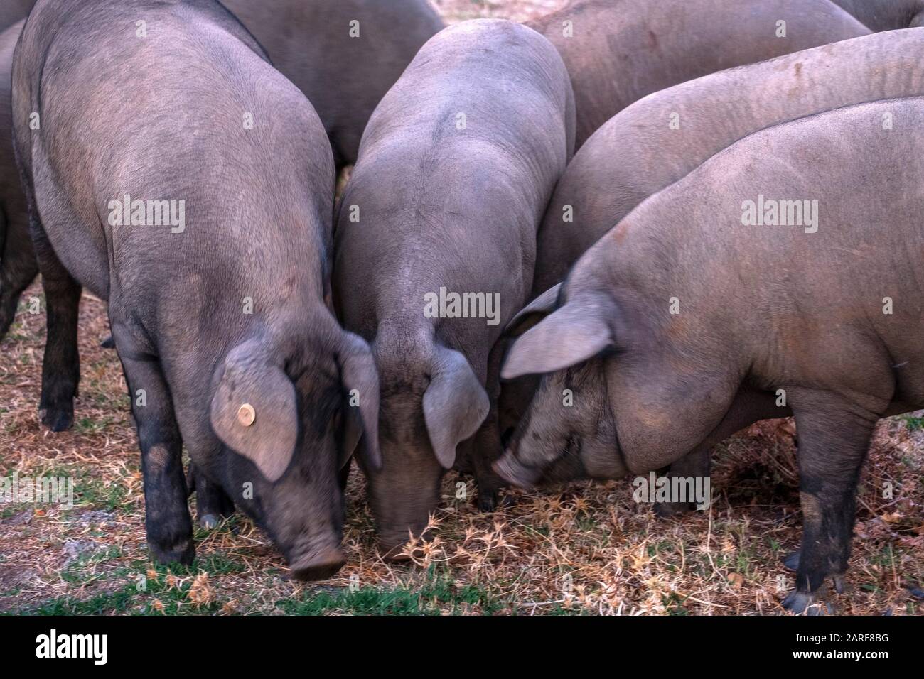 Cochon ibérique noir Banque de photographies et d’images à haute ...