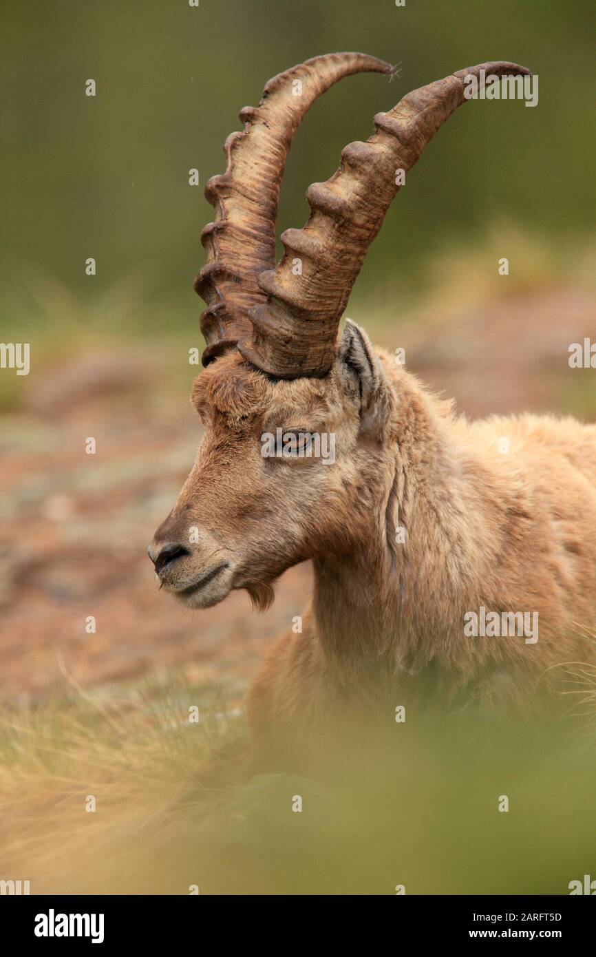 Parc national de capra ibex gran paradiso Banque de photographies et d ...