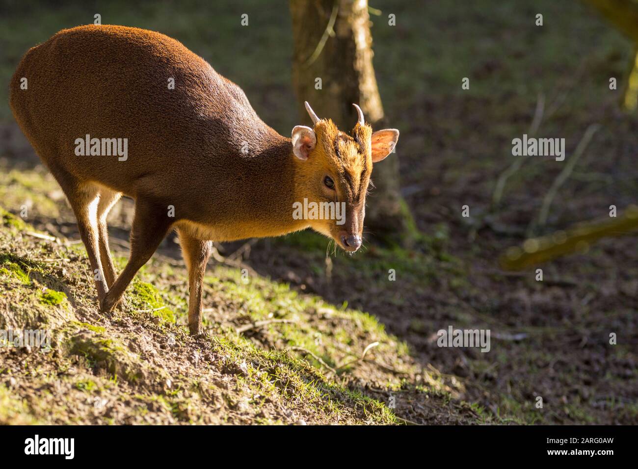Fourrure De Cerf Banque d'image et photos - Alamy