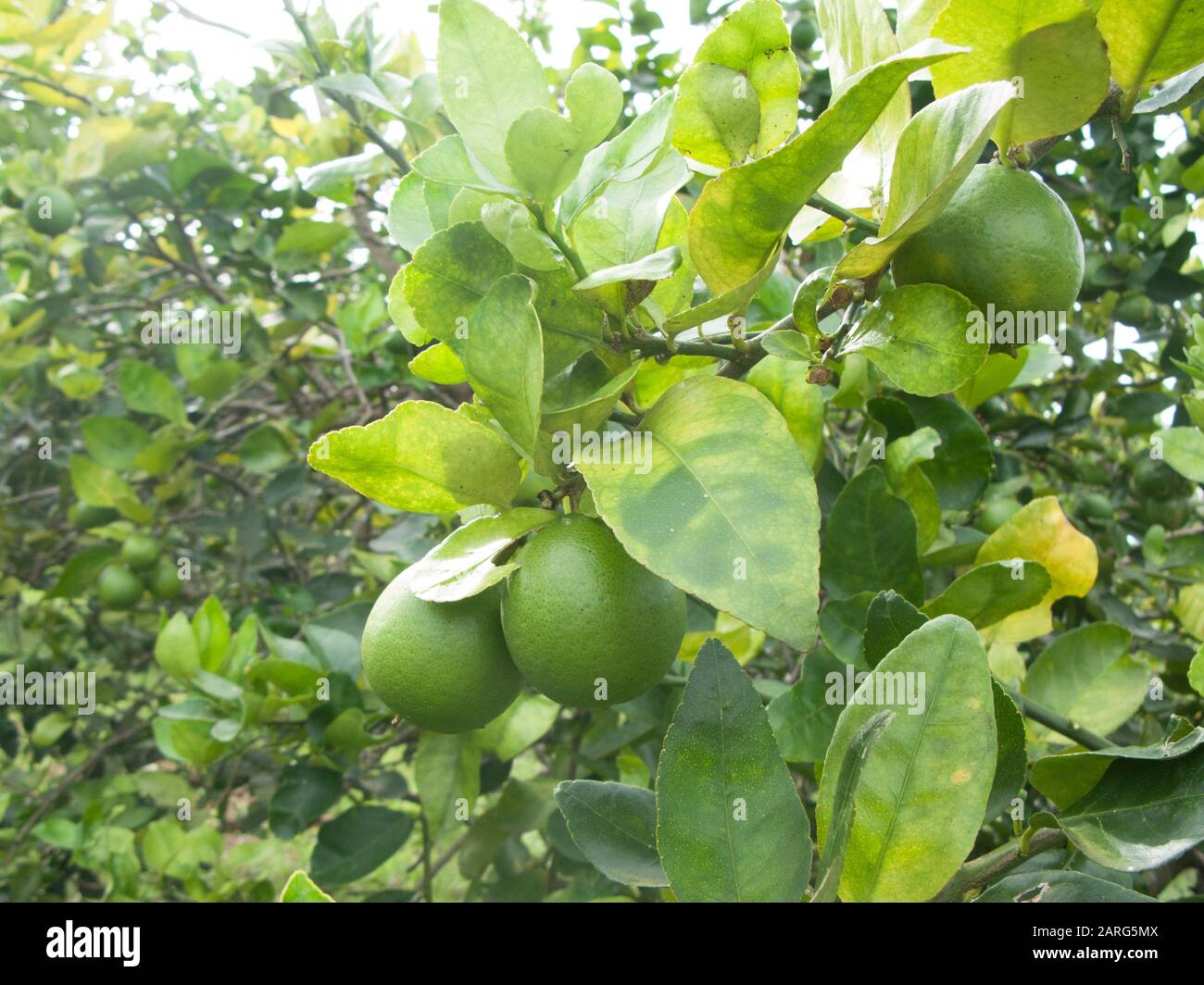 Maladie du dragon jaune Banque de photographies et d’images à haute ...