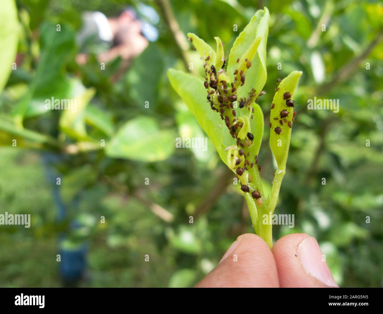 Maladie De Verdissement Des Agrumes Banque d'image et photos - Alamy