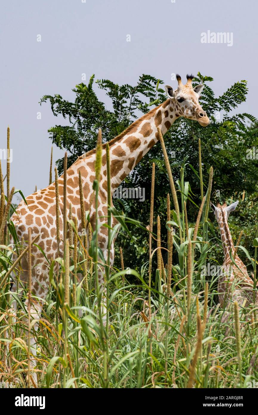 Niger girafe Banque de photographies et d’images à haute résolution - Alamy