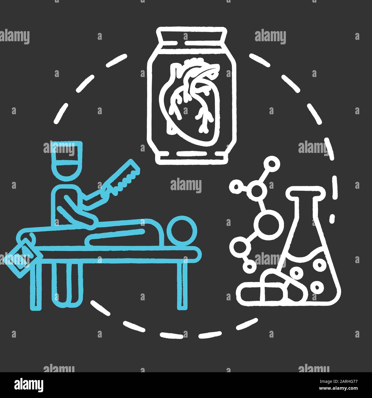 Anatomy dissection Banque d'images vectorielles - Alamy